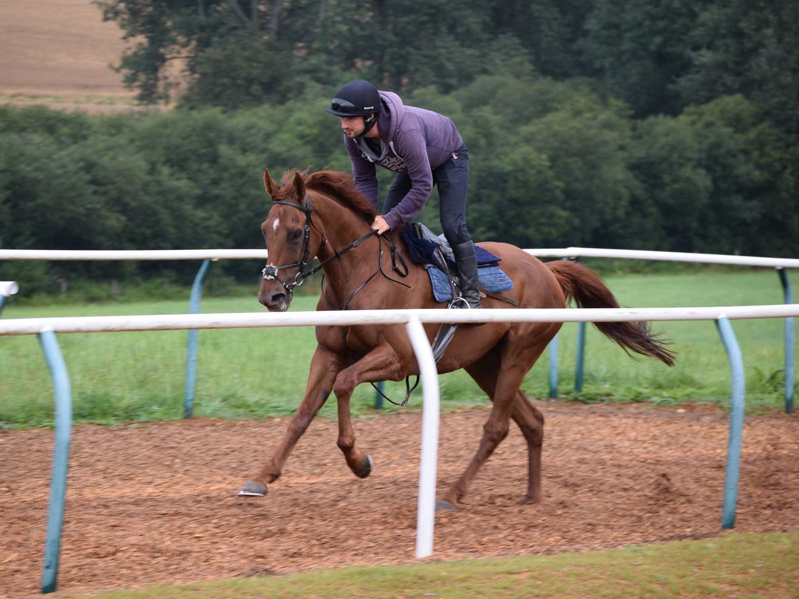 Horses in Training: Charlie Longsdon Racing, Oxfordshire